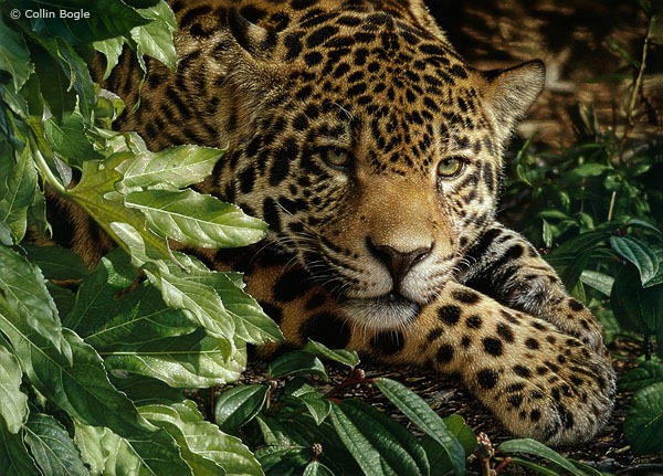 Realistic Wildlife Paintings by Collin Bogle | Amusing Planet